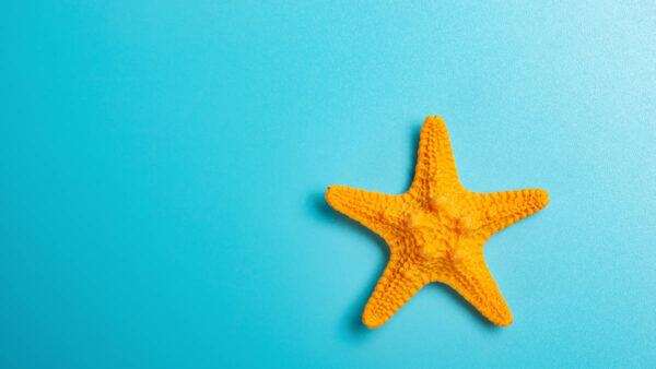 Starfish-Methode: In 5 Fragen zum perfekten Personalgespräch